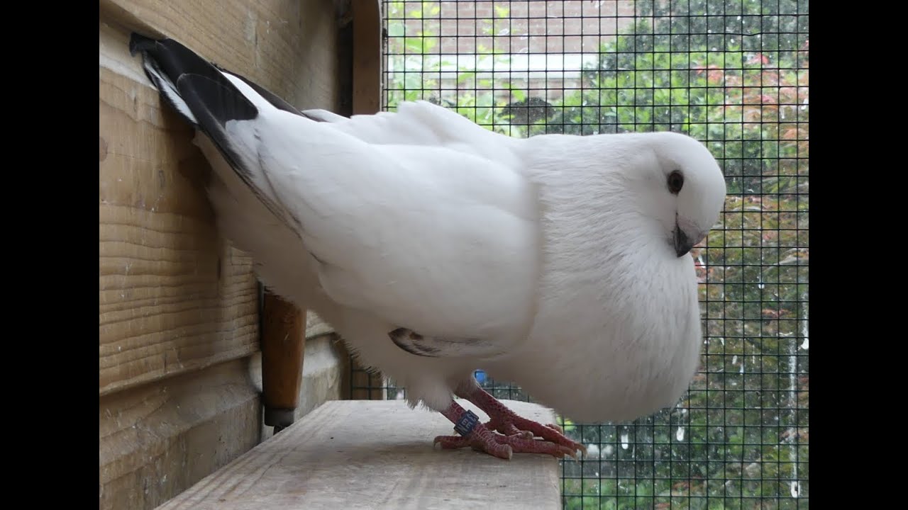Dutch Pigeons / Balear X - YouTube