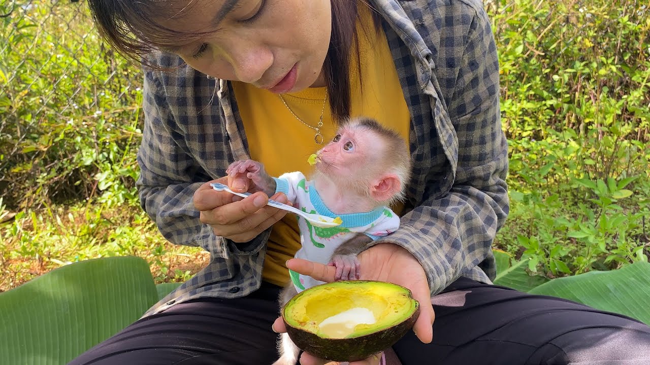 Baby monkey ZIM eats delicious avocado mixed with milk for the first ...