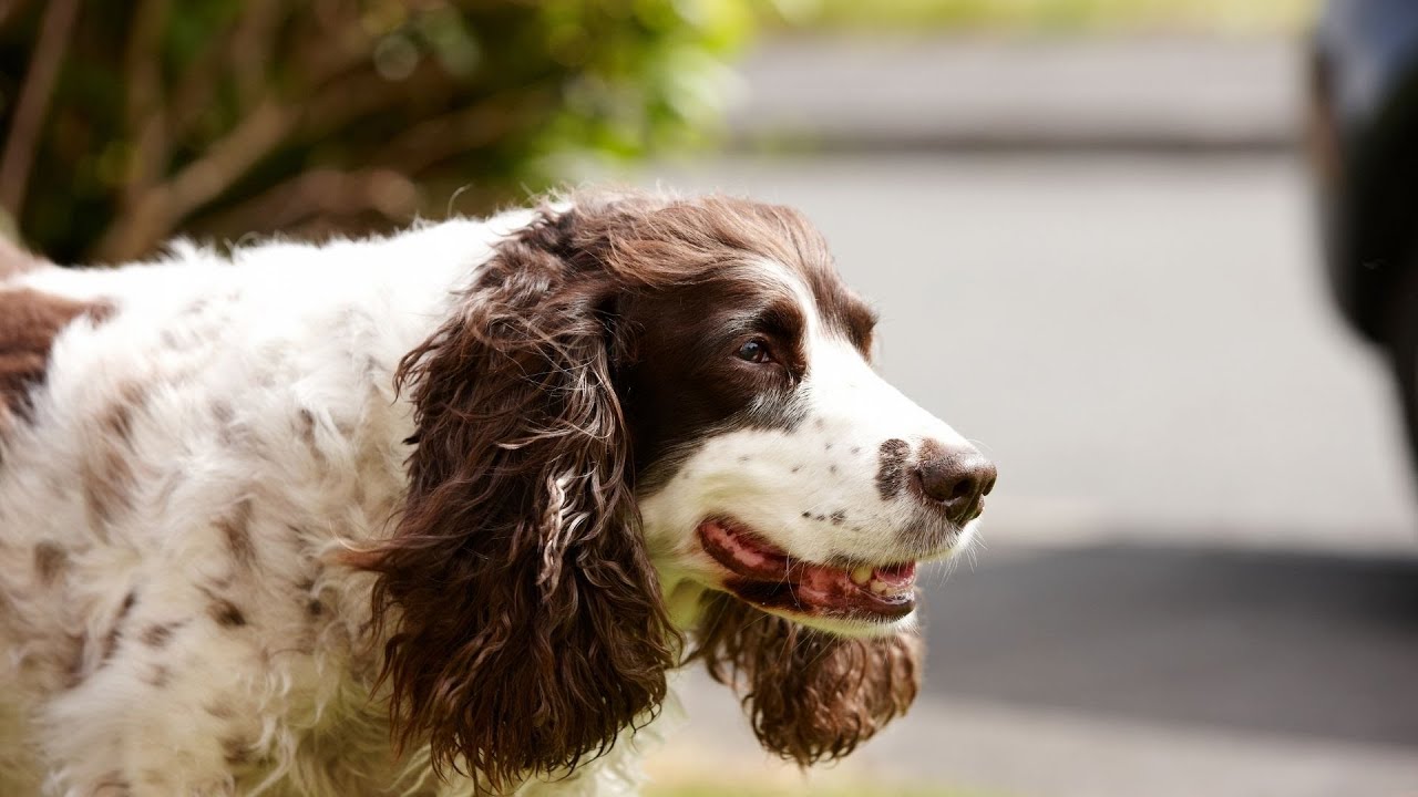 The Incredible Impact of English Springer Spaniels on Individuals With ...