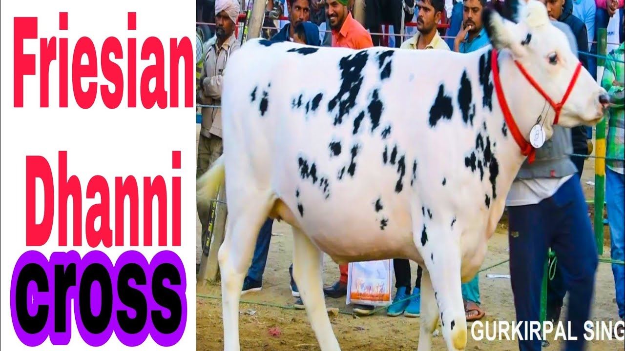 cross breed cow///cross breed cows in pakistan - YouTube