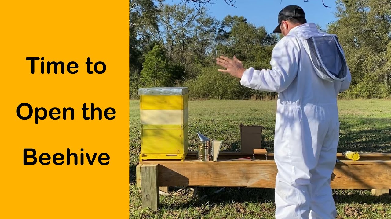 Time to open the beehive! (The calmest bees ever!) - YouTube