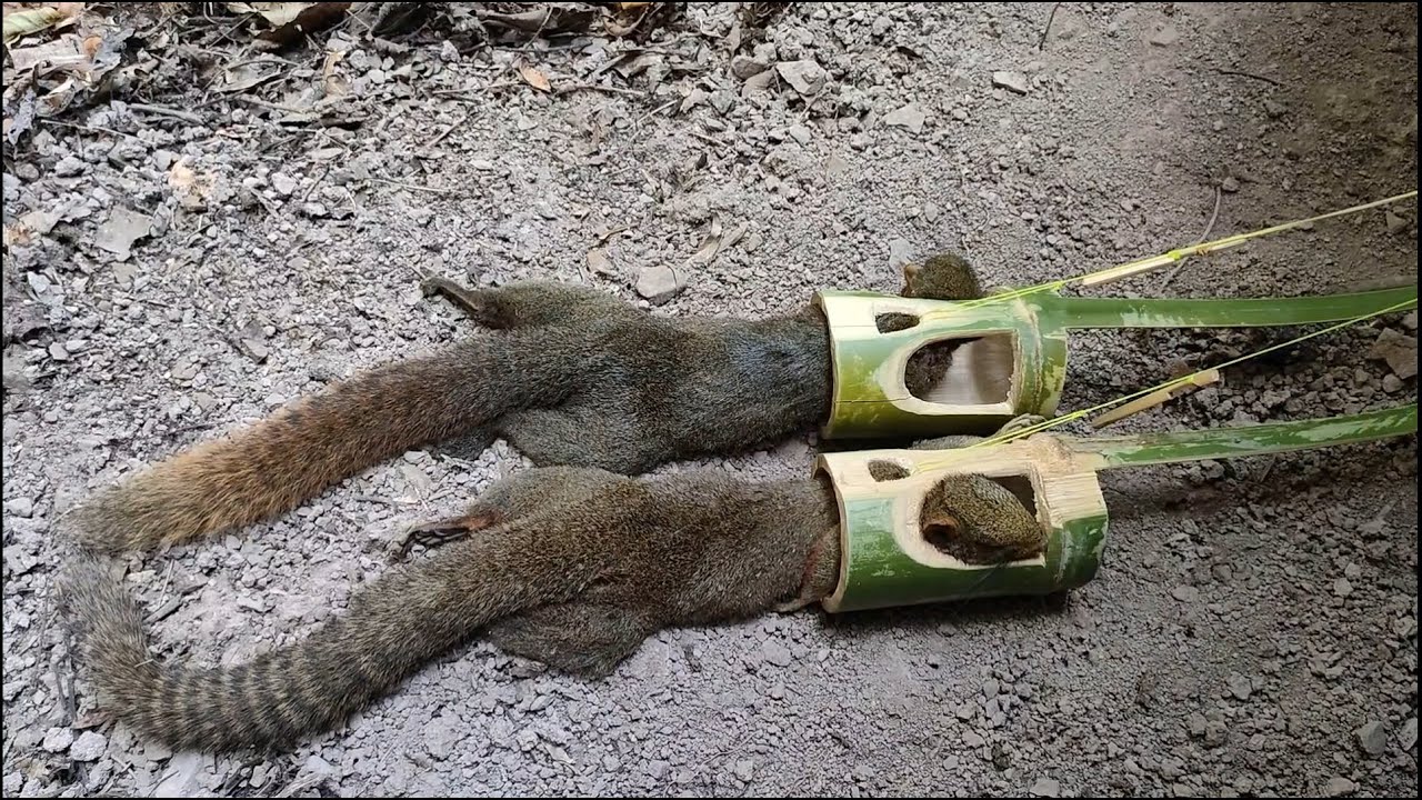 Wild Trap: Good traps and Create an amazing traps to catch squirrels ...