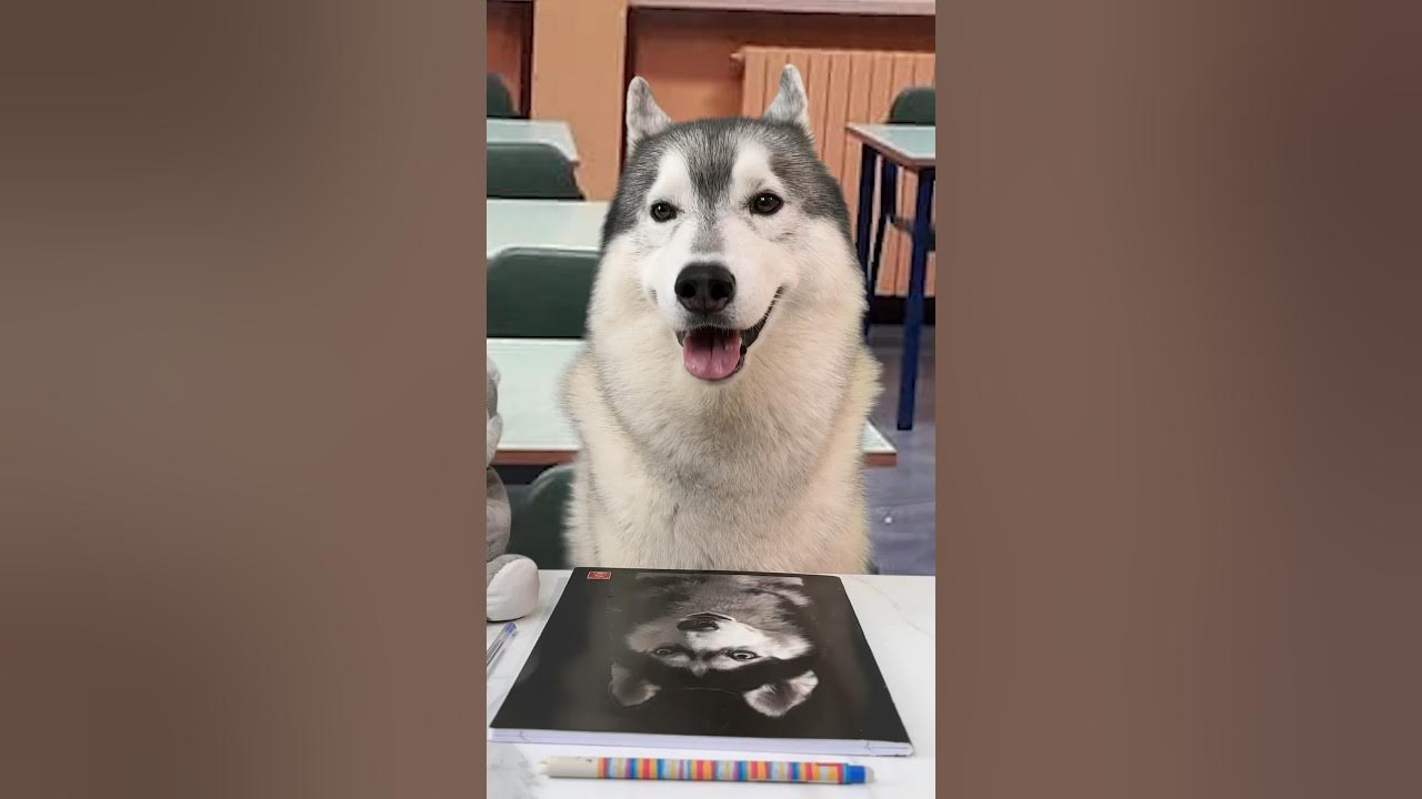 ULTIMO GIORNO di SCUOLA del mio CANE🐶🎓📚#cane #cani #dog #dogs #scuola # ...