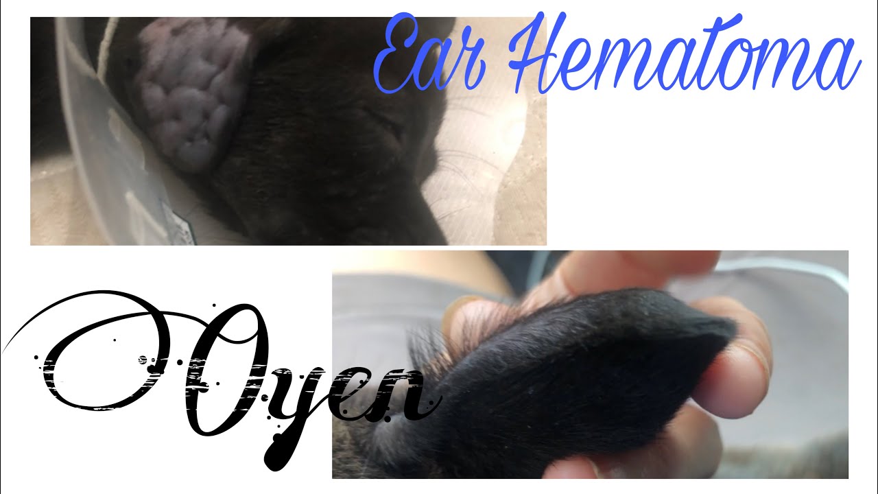 Ear Hematoma in dog || before and after surgery - YouTube