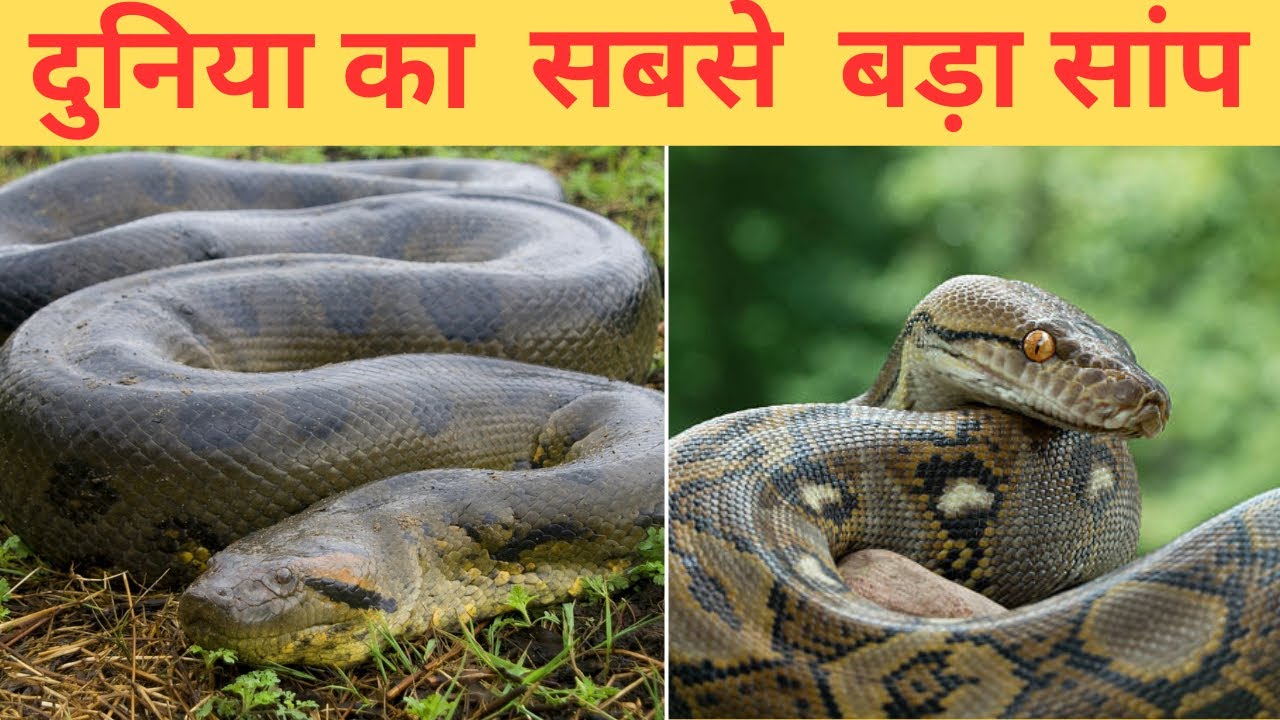 दुनिया का सबसे लंबा साँप ? duniya ka sabse lamba saap ? #snake #snakes ...