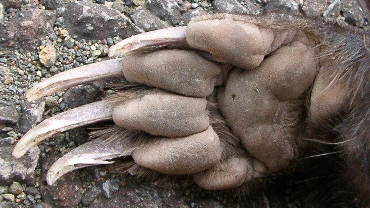 Every Animal Is Afraid Of This Beast... - YouTube