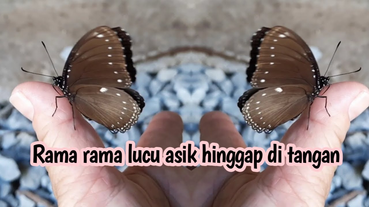 Rama rama lucu asik hinggap di tangan - YouTube