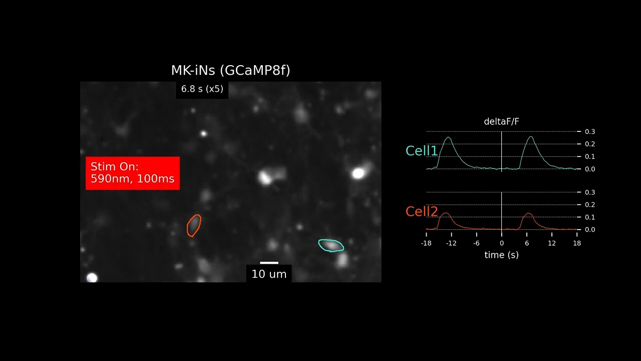 Evoked GCaMP8f in iPSC-induced iNs. - YouTube