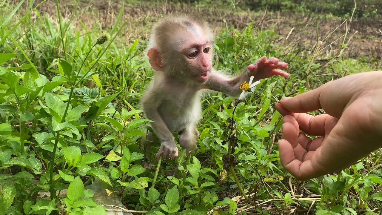 ZIM explores the new garden | Monkey Zim - YouTube