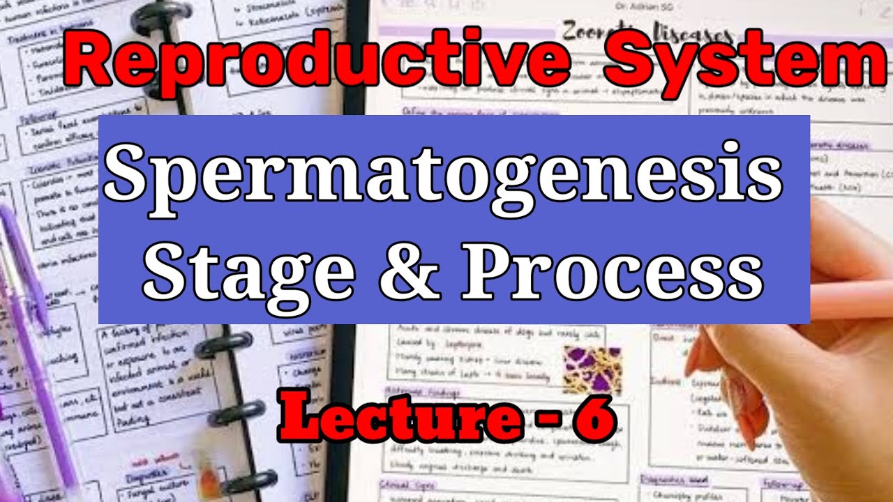Spermatogenesis - Stage - Process - Explained in Hindi - Notes - YouTube