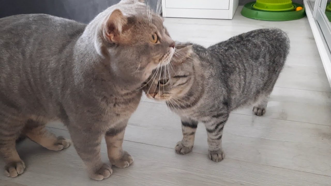 Mom cat flirting with Dad cat ♥️ - YouTube