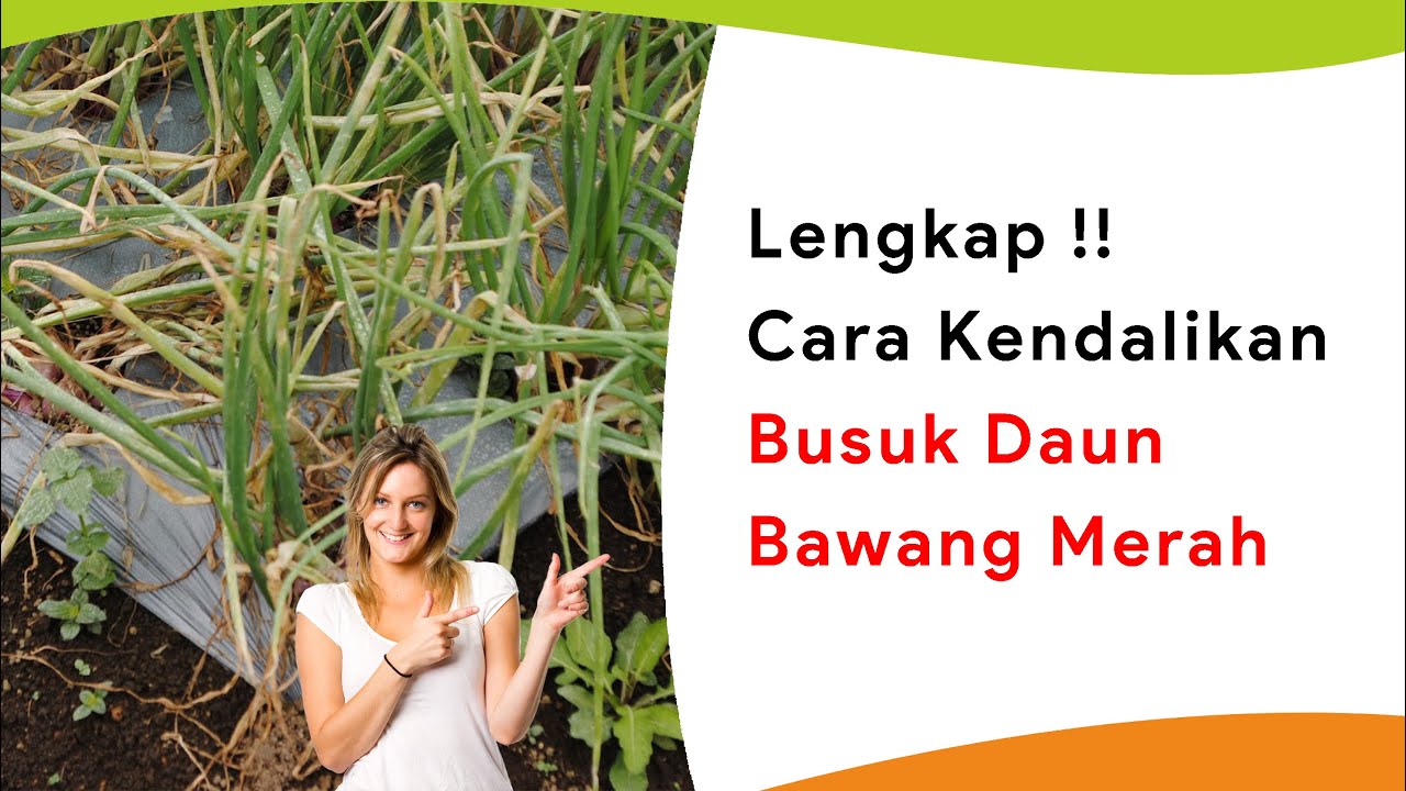 Cara Lengkap! Mengendalikan Penyakit Busuk Daun Antraknosa Tanaman ...