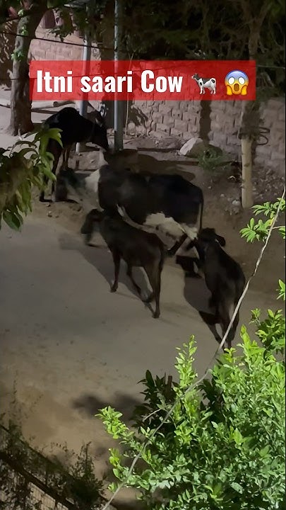 So many cows 🐄 came but there was no food 🥲🥲 #cow #shorts #gauseva - YouTube