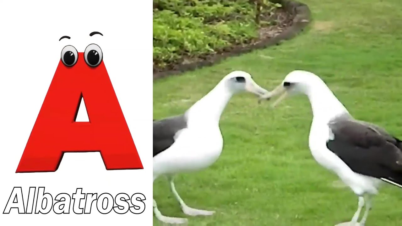 Birds ABC Song | Birds Alphabet Song for Kids | Phonics for Kids | Baby ...