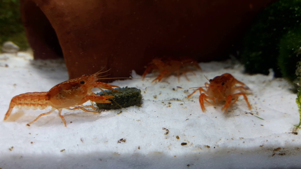 Mexican acocil Cambarellus montezumae feeding time - YouTube