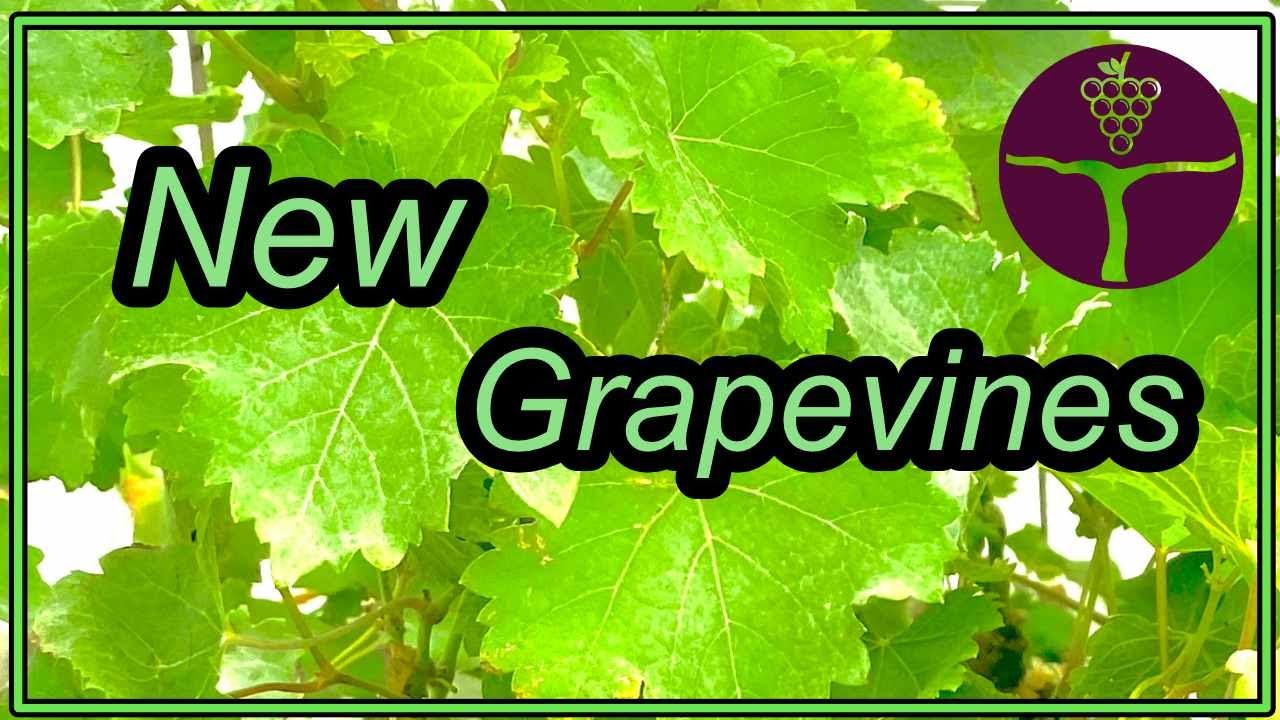 New Wine Grapevines Arrived - YouTube