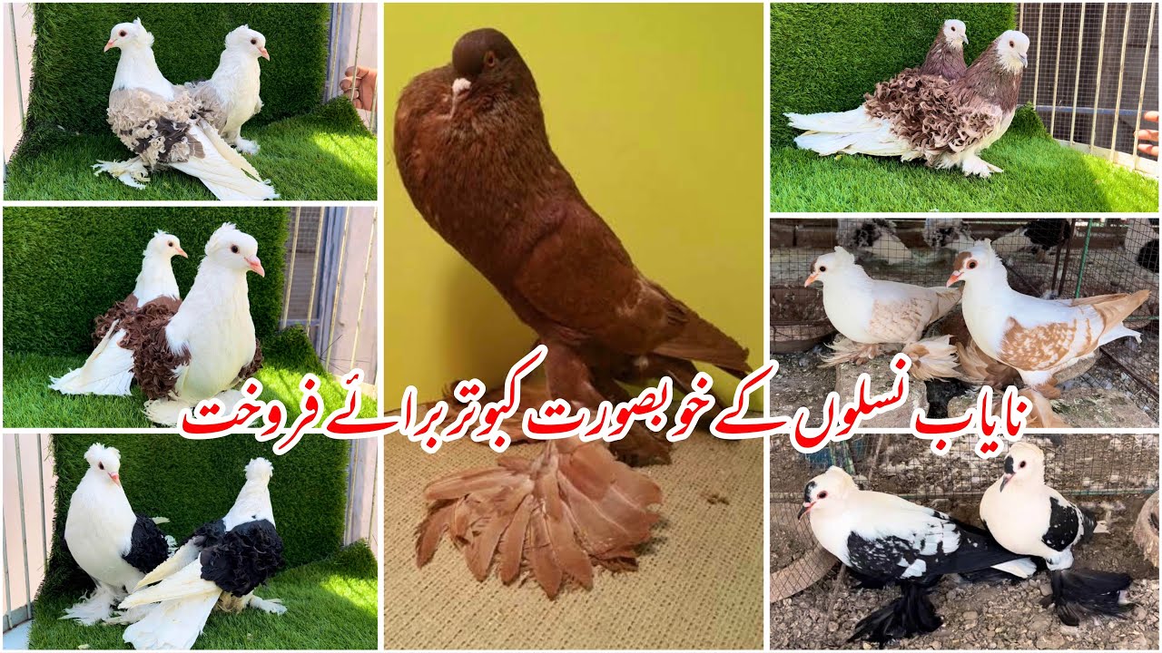 World Most Beautiful and Rare Fancy Pigeon | Top10 Fancy Pigeon | Fancy ...