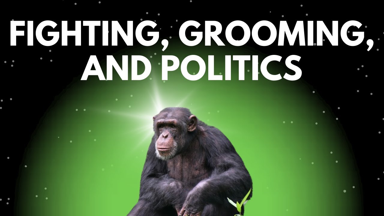 Ep. 319 How Do Chimpanzees Navigate Their Complex Social Structure ...