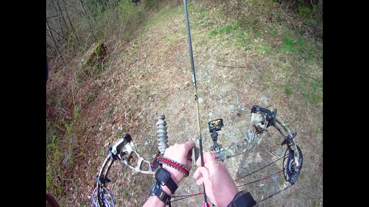 3d Archery Targets - Bull Moose - YouTube