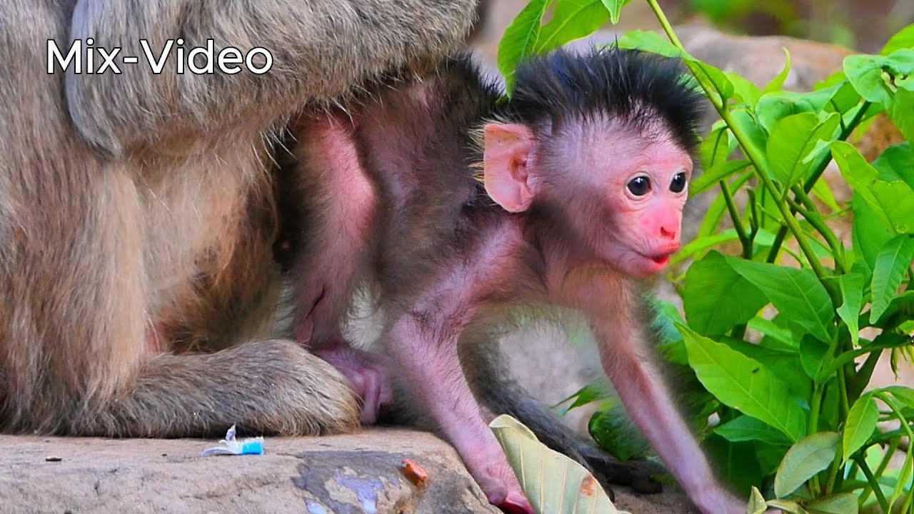The Best Mix Video! Amazing Collection, summary clip monkeys ...