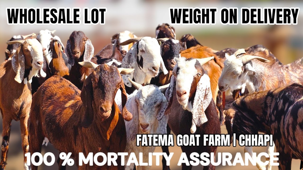 GUJRI WHOLESALE LOT | 100% MORTALITY ASSURANCE65 KG WEIGHT AVG | FATEMA ...