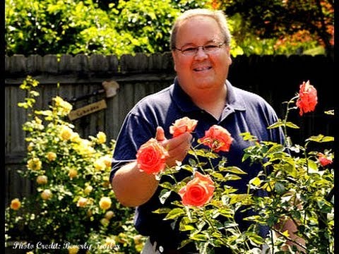New Roses Arrive For 2013 - YouTube