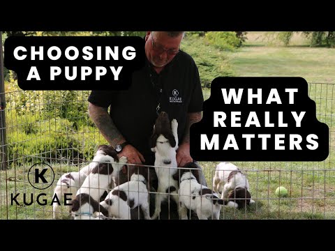 Choosing Your Puppy | What to Look For in a Litter