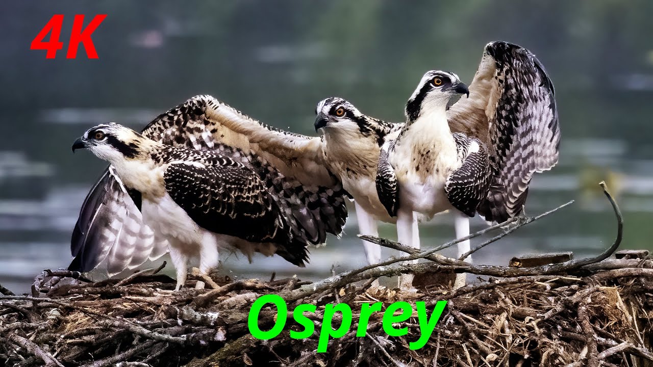 🦅 The Osprey Family - Amazing Osprey Chick Transformation: From Nest ...