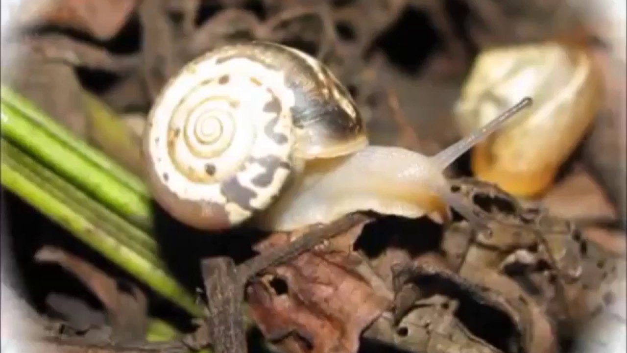 Melci De Gradina Cu Cochilie Si Limaxi || Cum Scap De Melci - YouTube