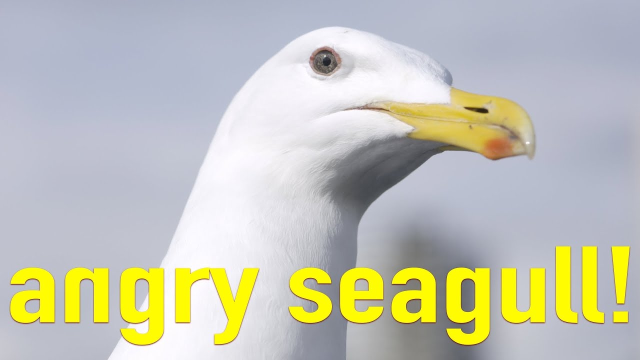 ANGRY SEAGULL!!!! 25-05-2013 - YouTube