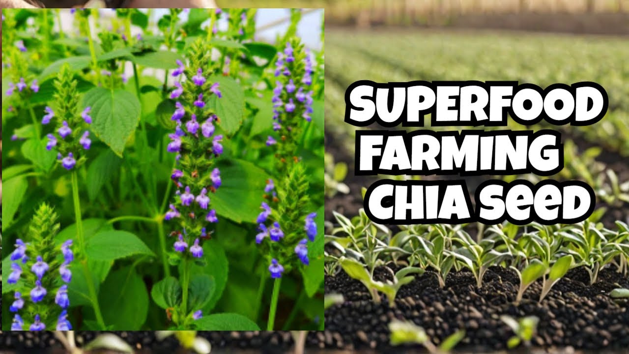 Chia Seed Farming and Benefits useful - YouTube