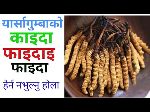 #iboss_life #यार्साप्लस #greenbuti यार्सागुम्बाको फाइदा - YouTube