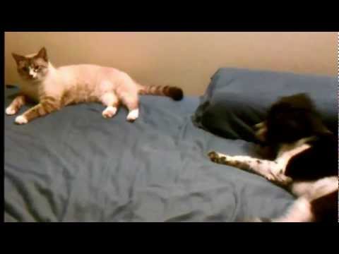 Daisy and Dobby Throw Down