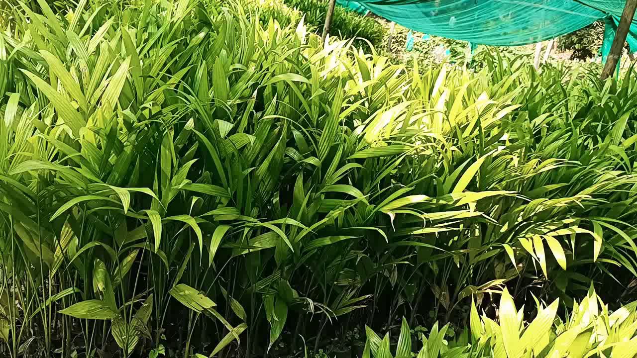 Arecanut Nursery plants | Tamul plant's Call-09678757461. #Tambul # ...