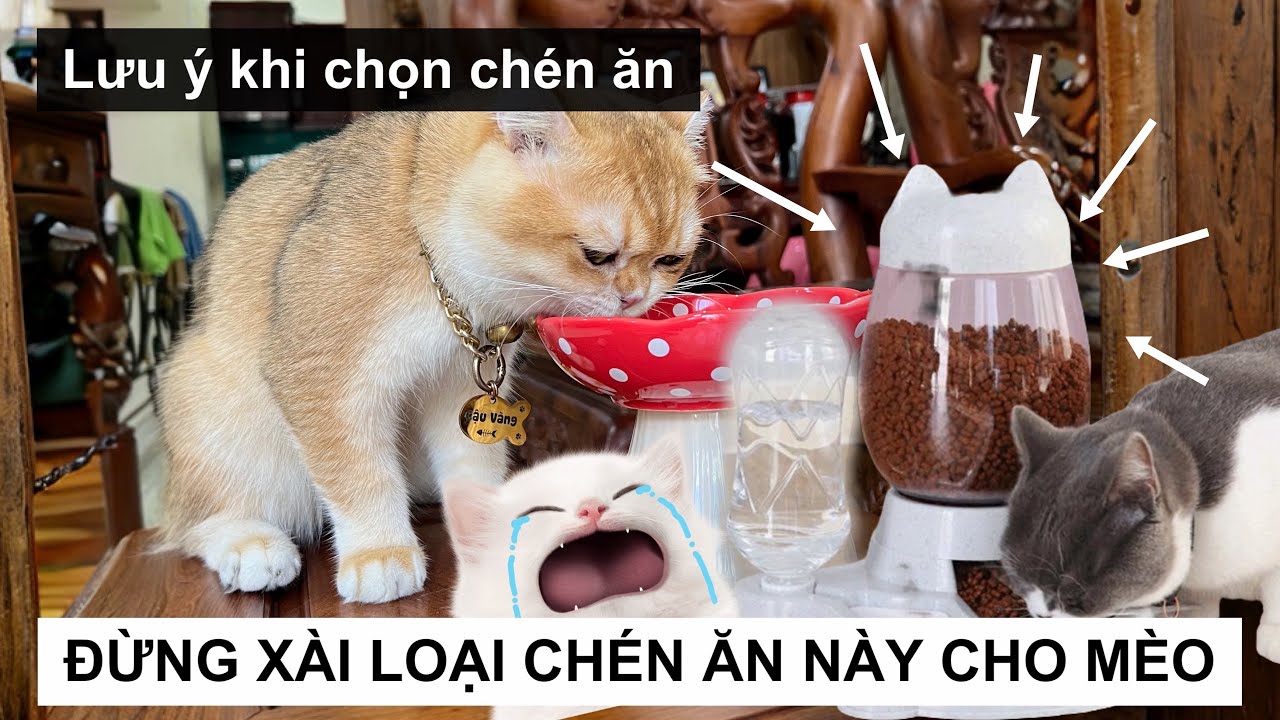 Đừng xài loại chén ăn này cho mèo, Đây là cái chén ăn tệ nhất - YouTube