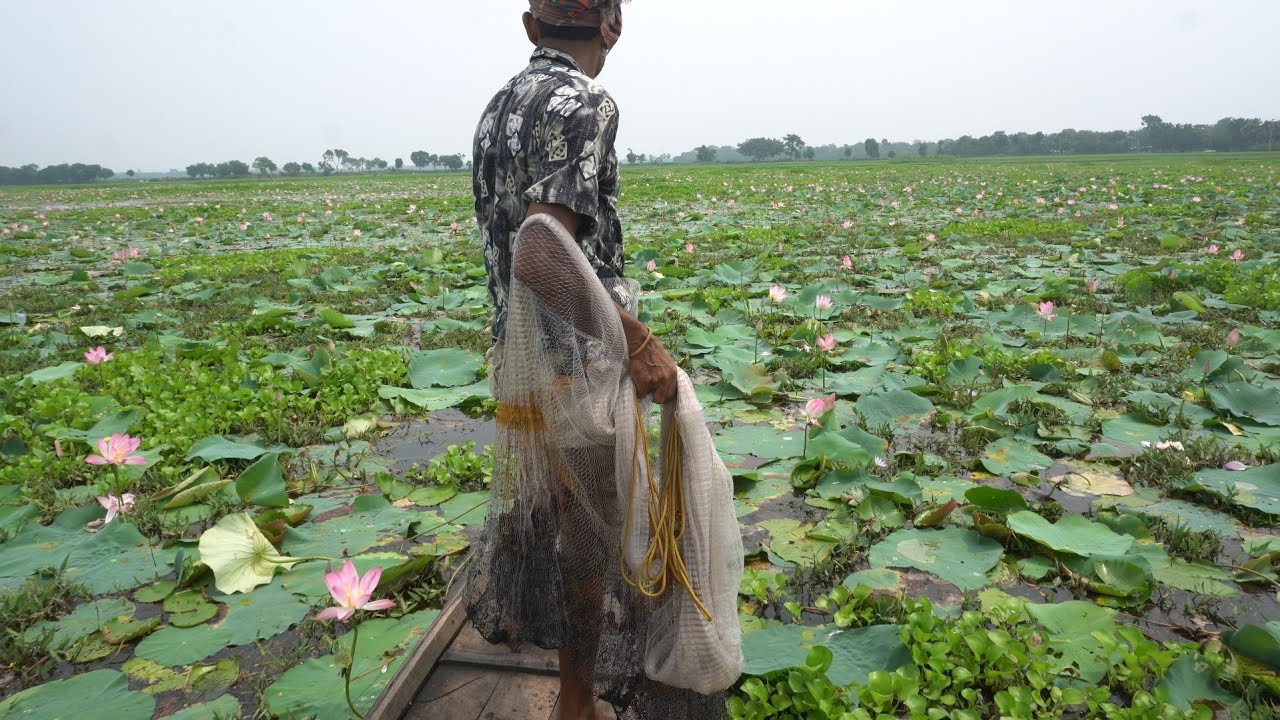 Catching Fish Shapla bill fishing in Bara Hamidpur - YouTube