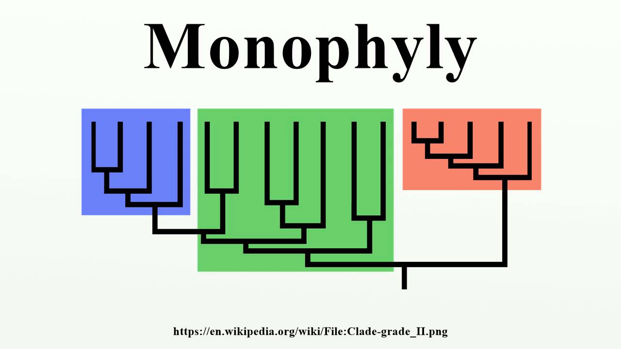 Monophyly - YouTube