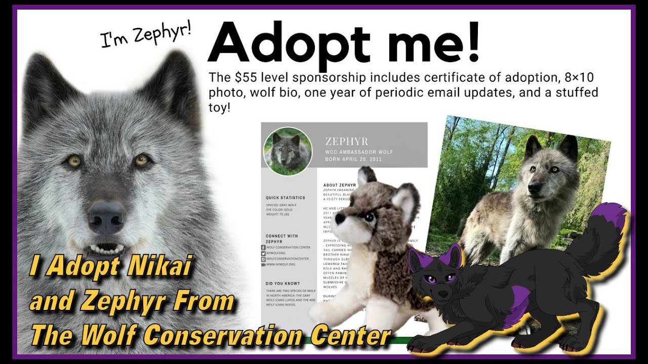I Adopt Nikai and Zephyr From The Wolf Conservation Center - YouTube