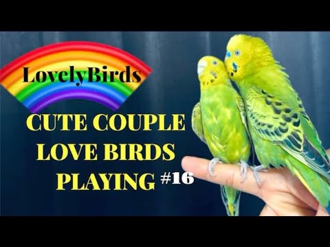 🌈 CUTE COUPLE LOVE BIRDS PLAYING 16 - YouTube