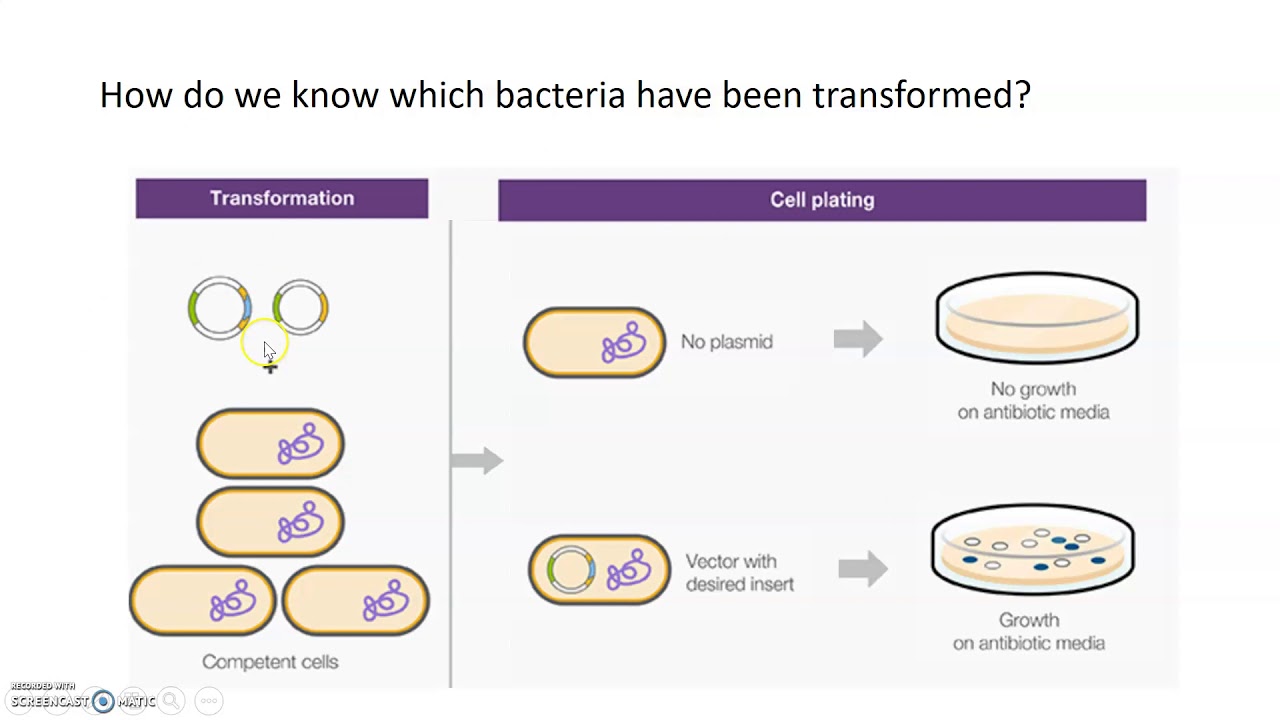 Using Bacterial Transformation in the Research Lab - YouTube