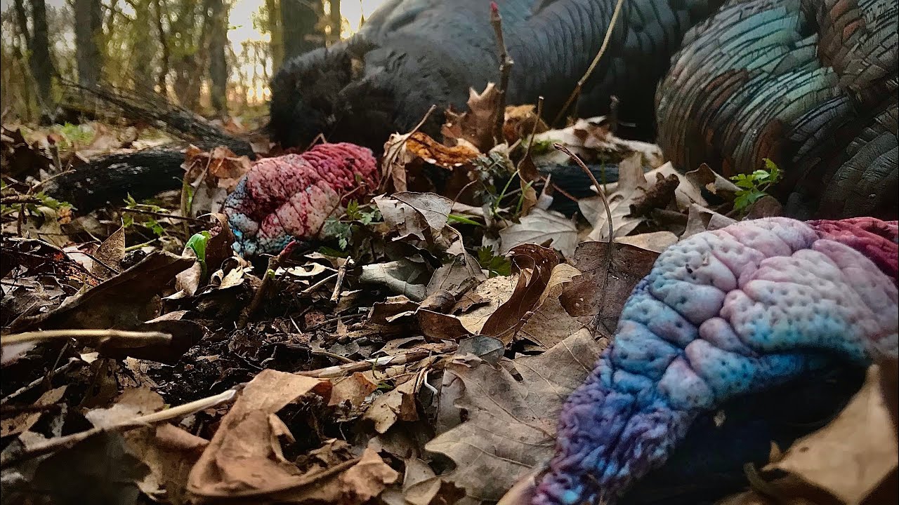 Minnesota Turkey Hunting—May, 2021. Public land double! - YouTube