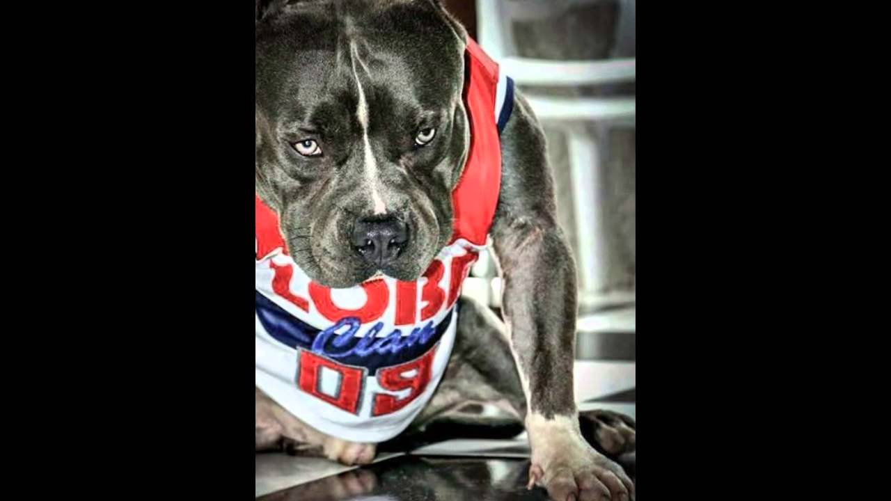Perros Mamalones - YouTube