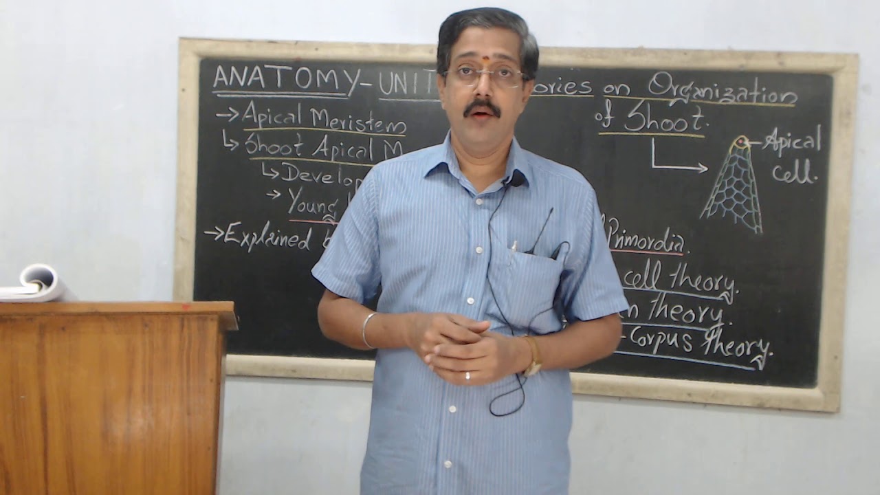 NH Plant Anatomy Vth Sem B Sc Botany Organisation of Shoot Apex 07 07 ...