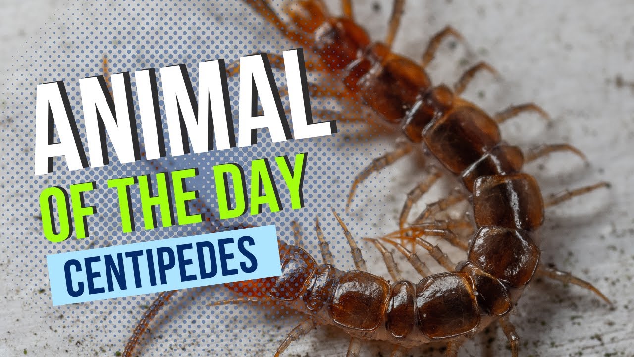 Centipede -- Bugs and Insects | Educational Animal Videos for Kids ...