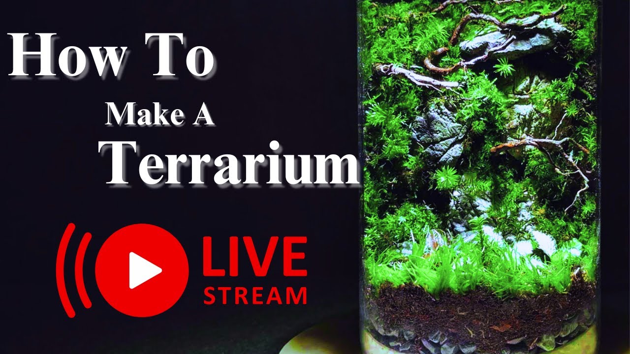 How To Make a Beginner Terrarium! Step By Step Tutorial : Beginner ...