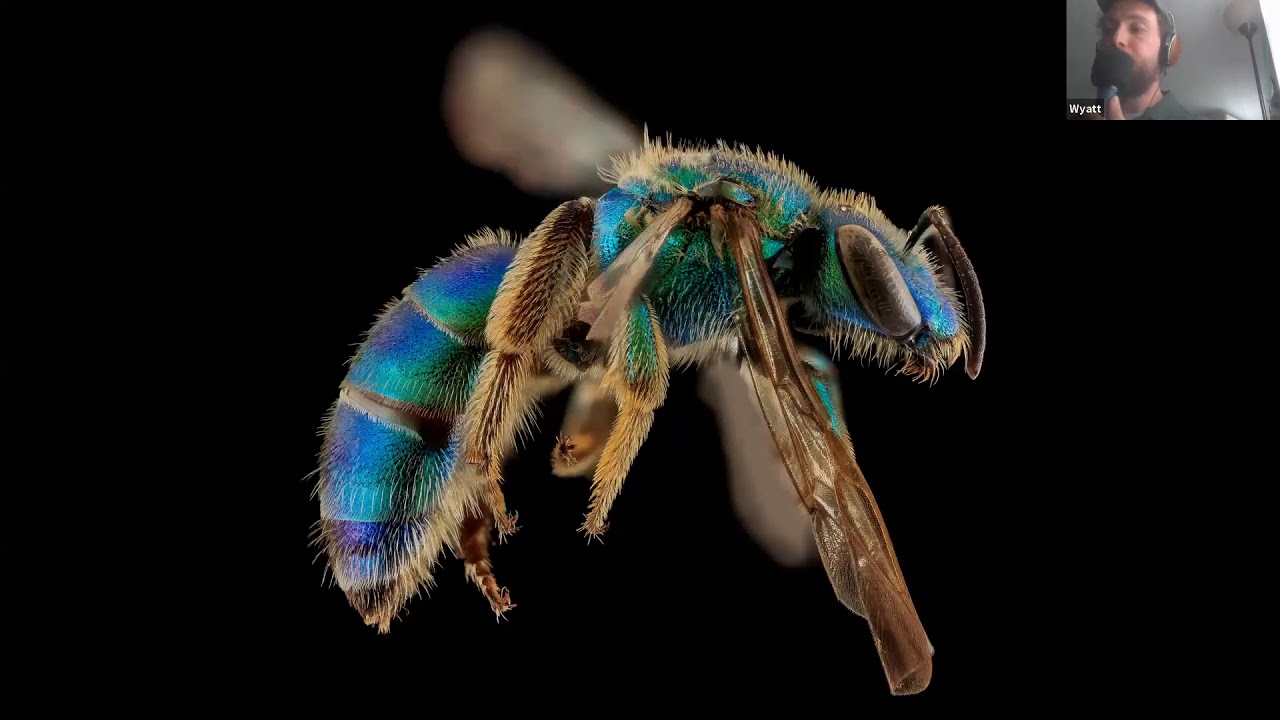 Native Bee Webinar- Diversity, Decline, and Conservation - YouTube