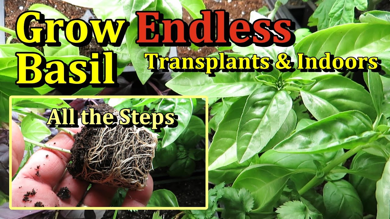 How to Easily Grow Basil Indoors for Harvesting & Transplants (Cilantro ...