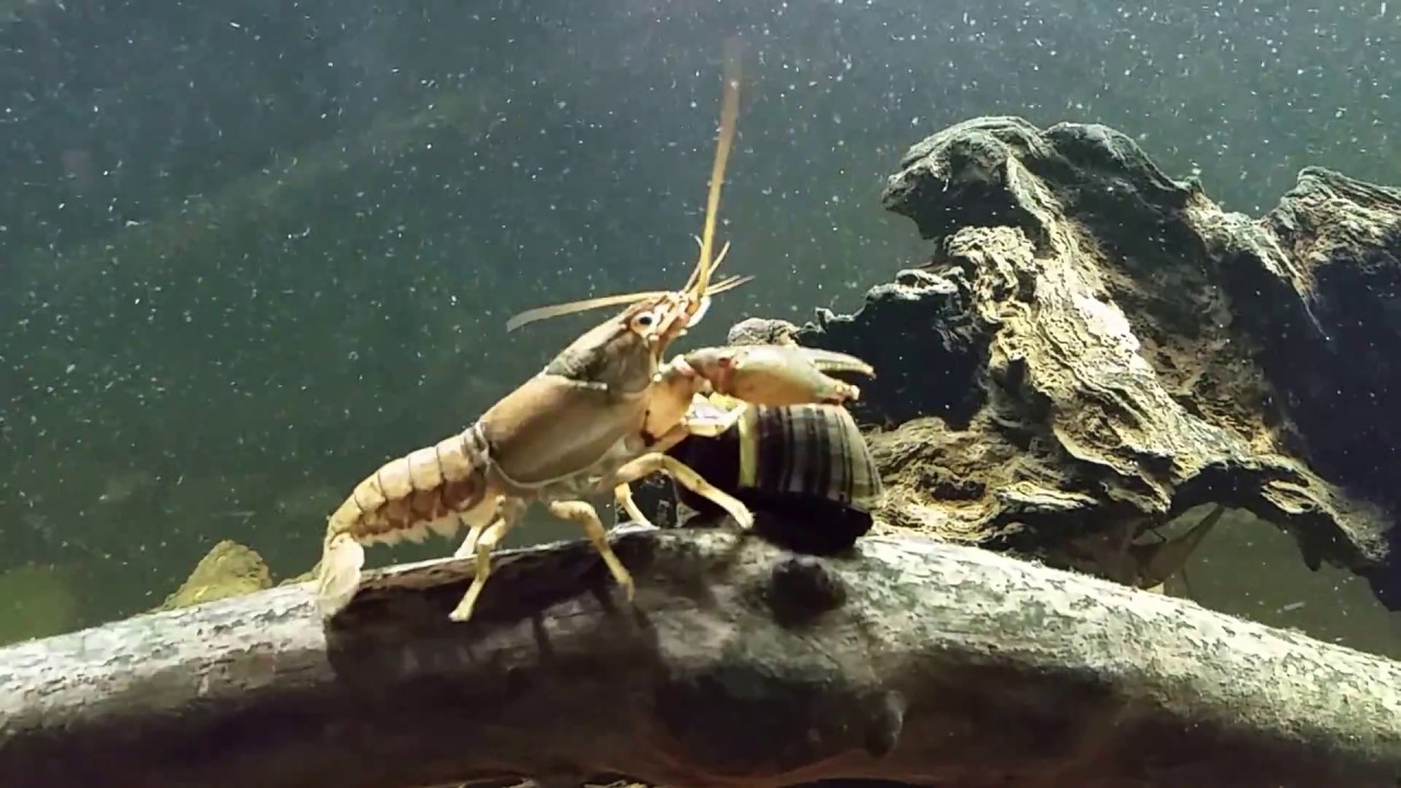 Crayfish Eating Snails