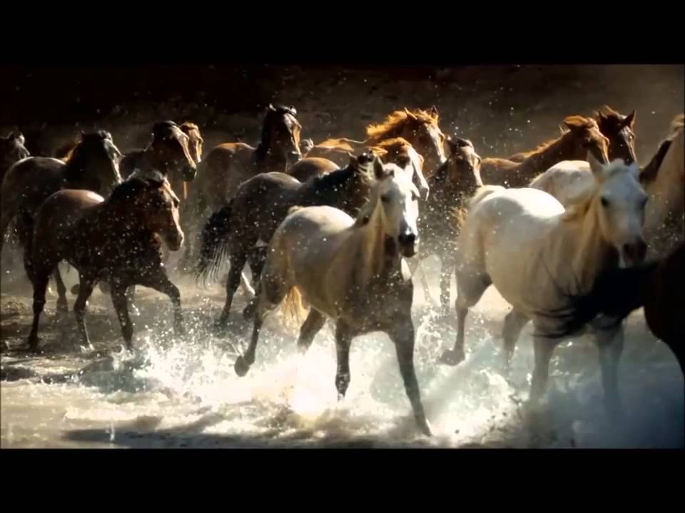 Amazing Galloping Horses _SOB - YouTube
