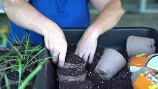 Ribbon Plant Care: short version